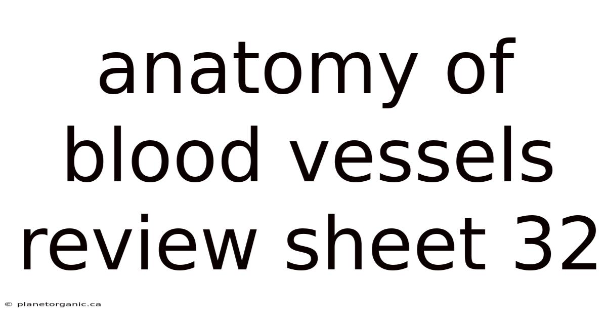 Anatomy Of Blood Vessels Review Sheet 32