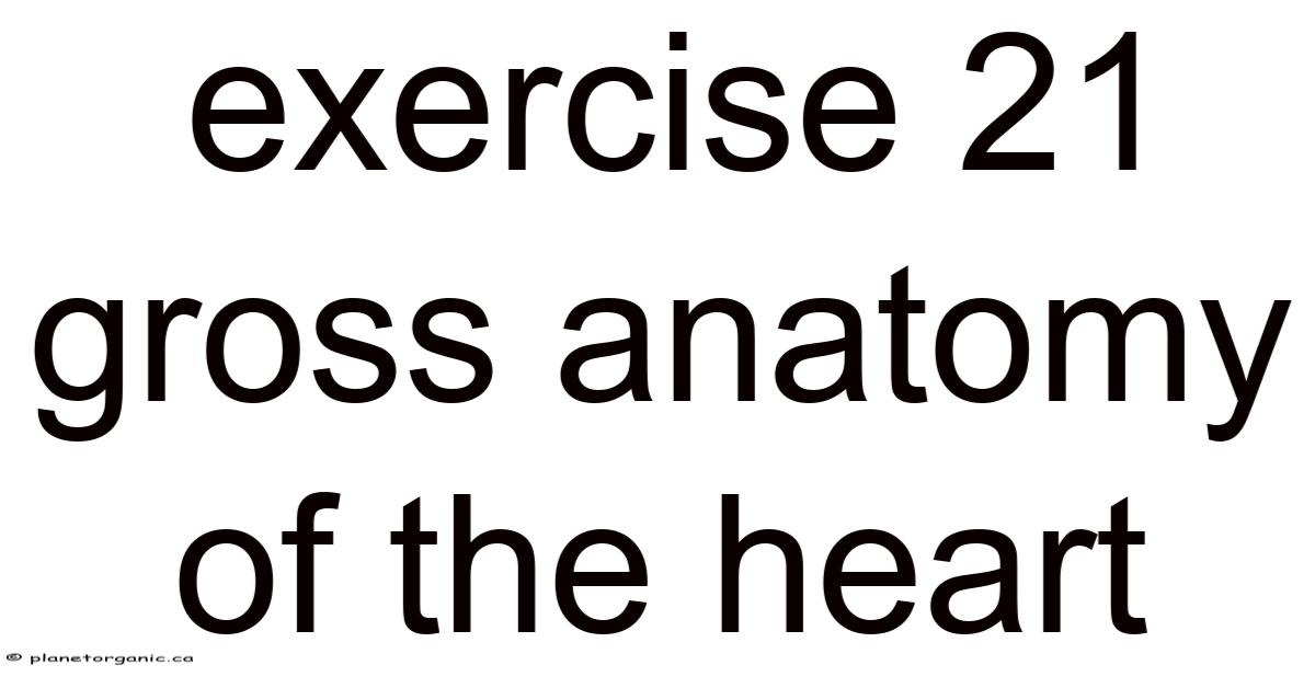 Exercise 21 Gross Anatomy Of The Heart