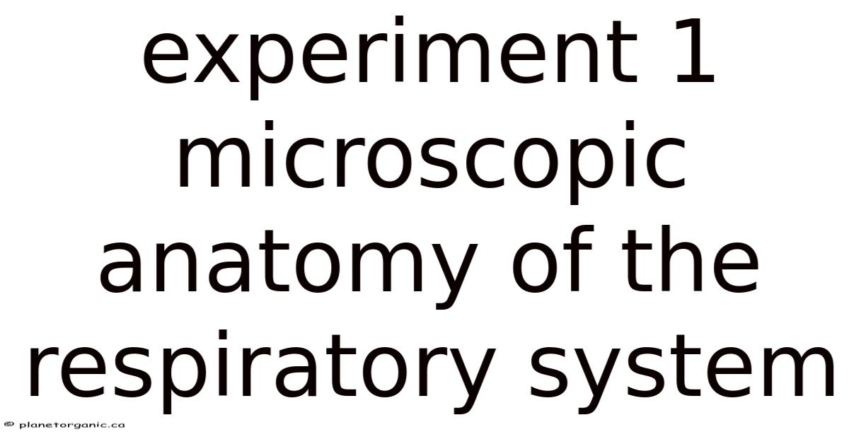 Experiment 1 Microscopic Anatomy Of The Respiratory System