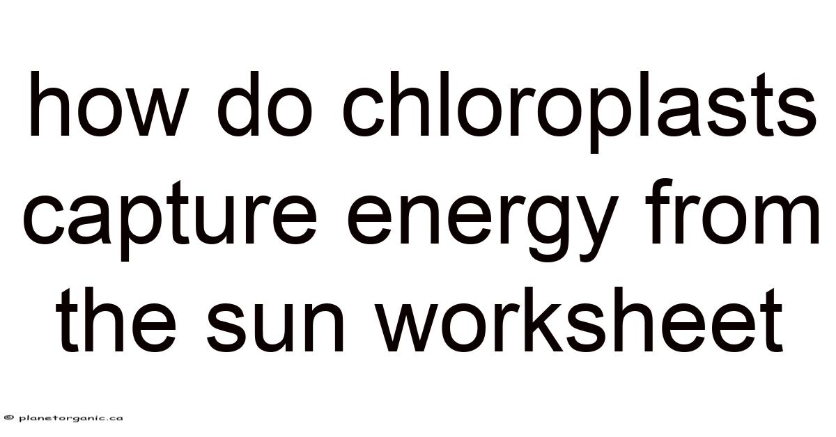 How Do Chloroplasts Capture Energy From The Sun Worksheet