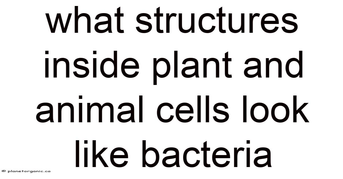 What Structures Inside Plant And Animal Cells Look Like Bacteria